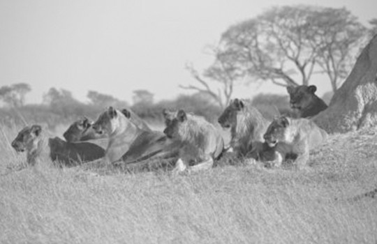 Meet the Pride: Jessica Hamel